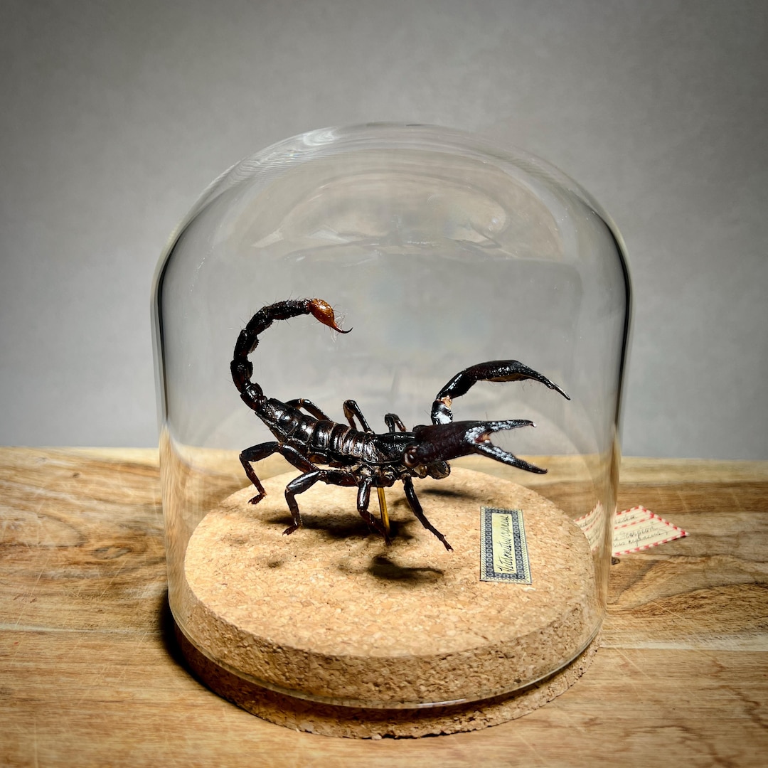 Real Scorpion, Scorpion Insect Taxidermy in Dome, Real Specimen for ...