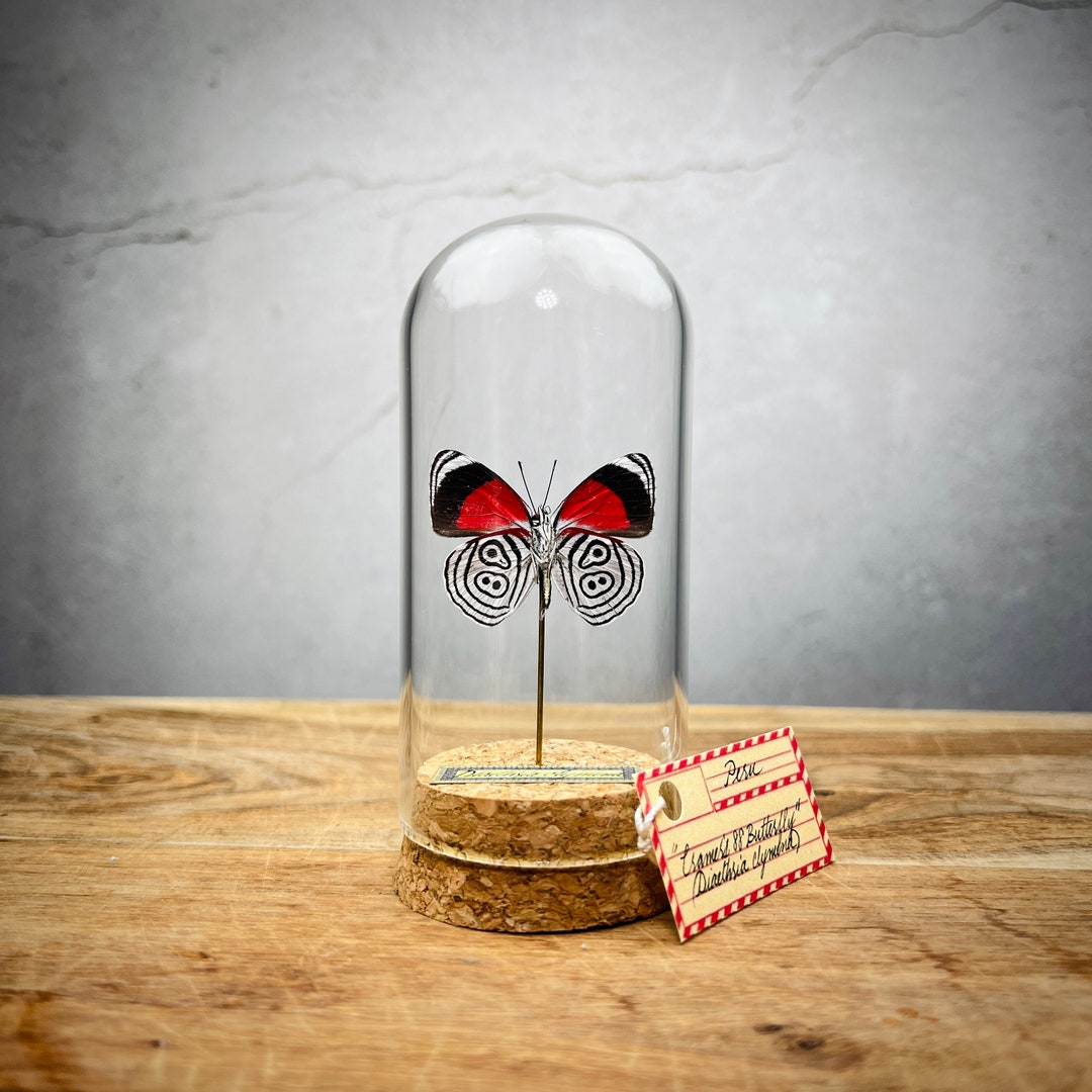 Real Cramer's 88 Butterfly, Beautiful Butterfly Display Dome, Bug ...