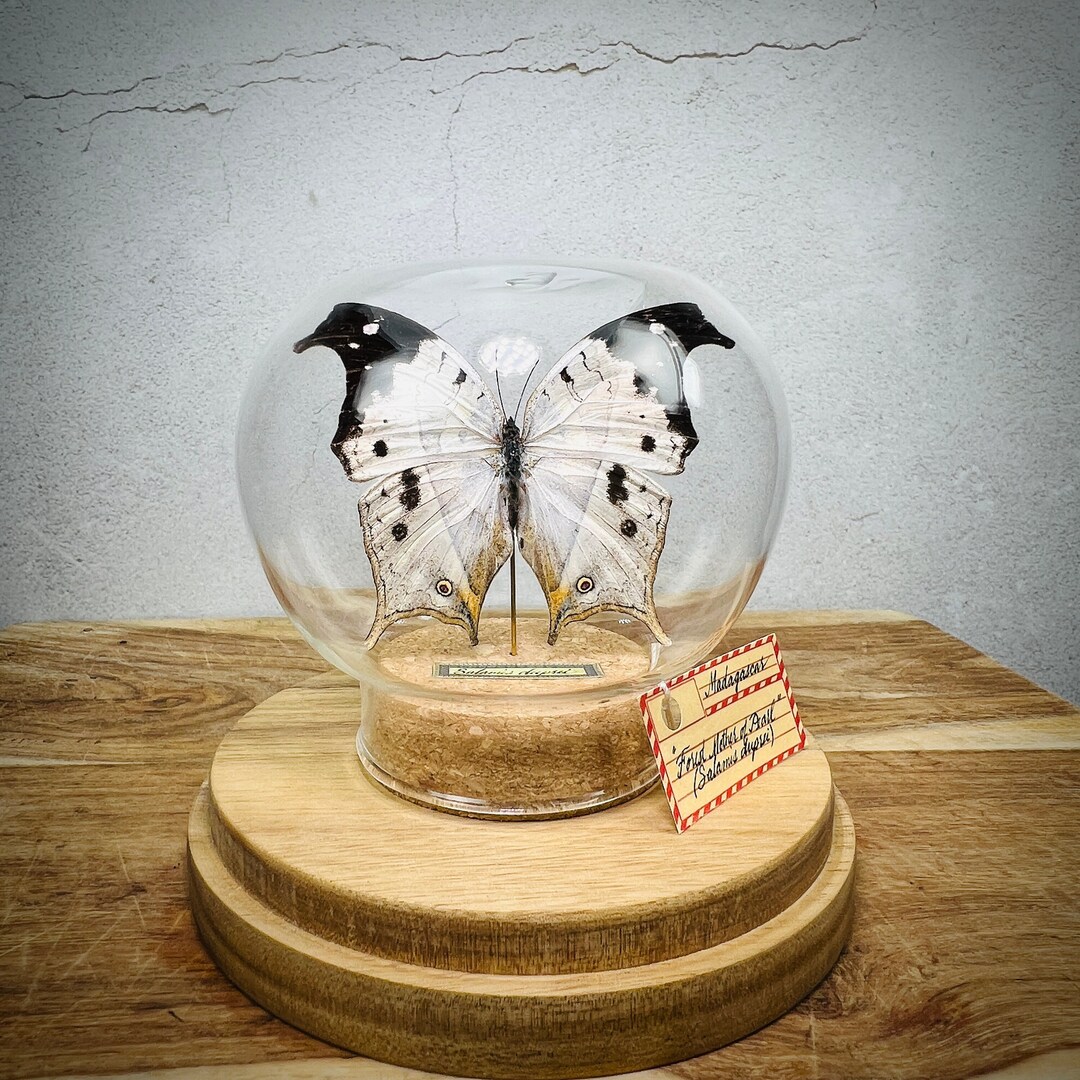 Real Butterfly Display Dome Mother of Pearl Butterfly Insect - Etsy