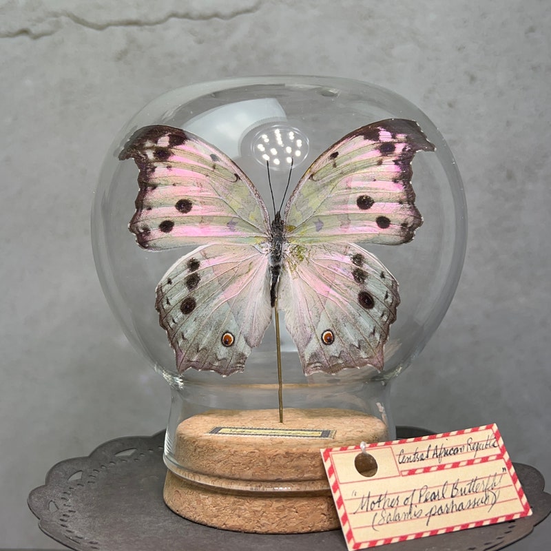 Insect Collection - Etsy