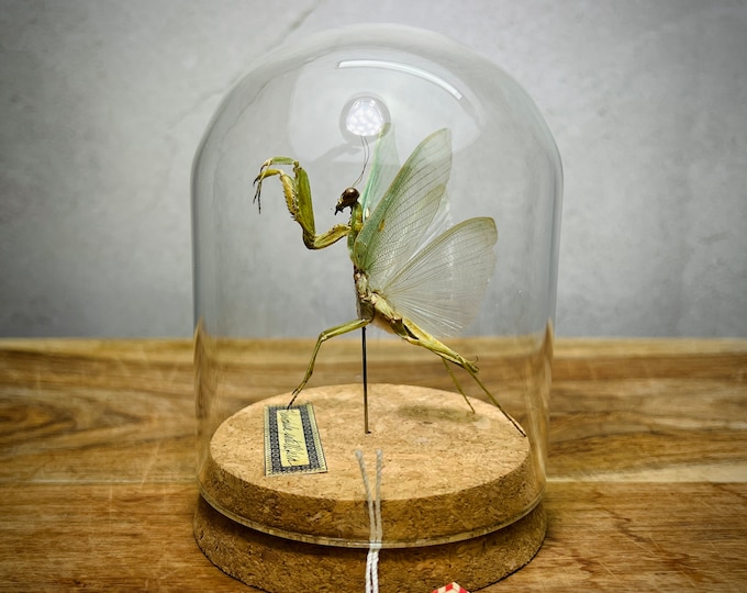 Praying Mantis in Glass Dome Display | Real Insect Taxidermy Specimen ...