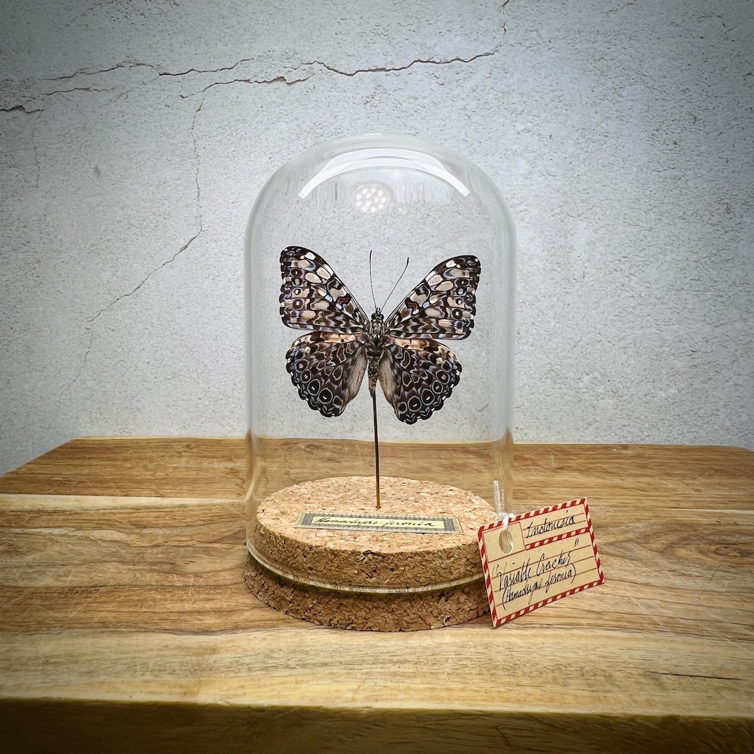 Butterfly in Glass Dome Display, Real Butterfly Art, Taxidermy Specimen ...