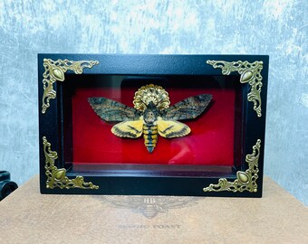 Death Moth Shadow Box - Etsy