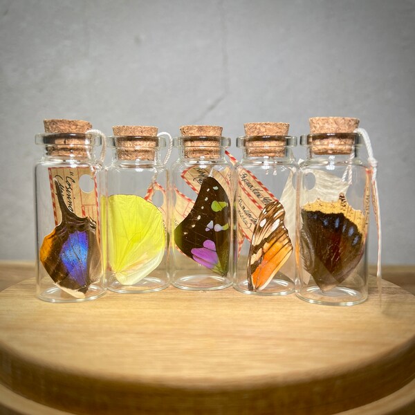 Insect Specimen Jar - Etsy