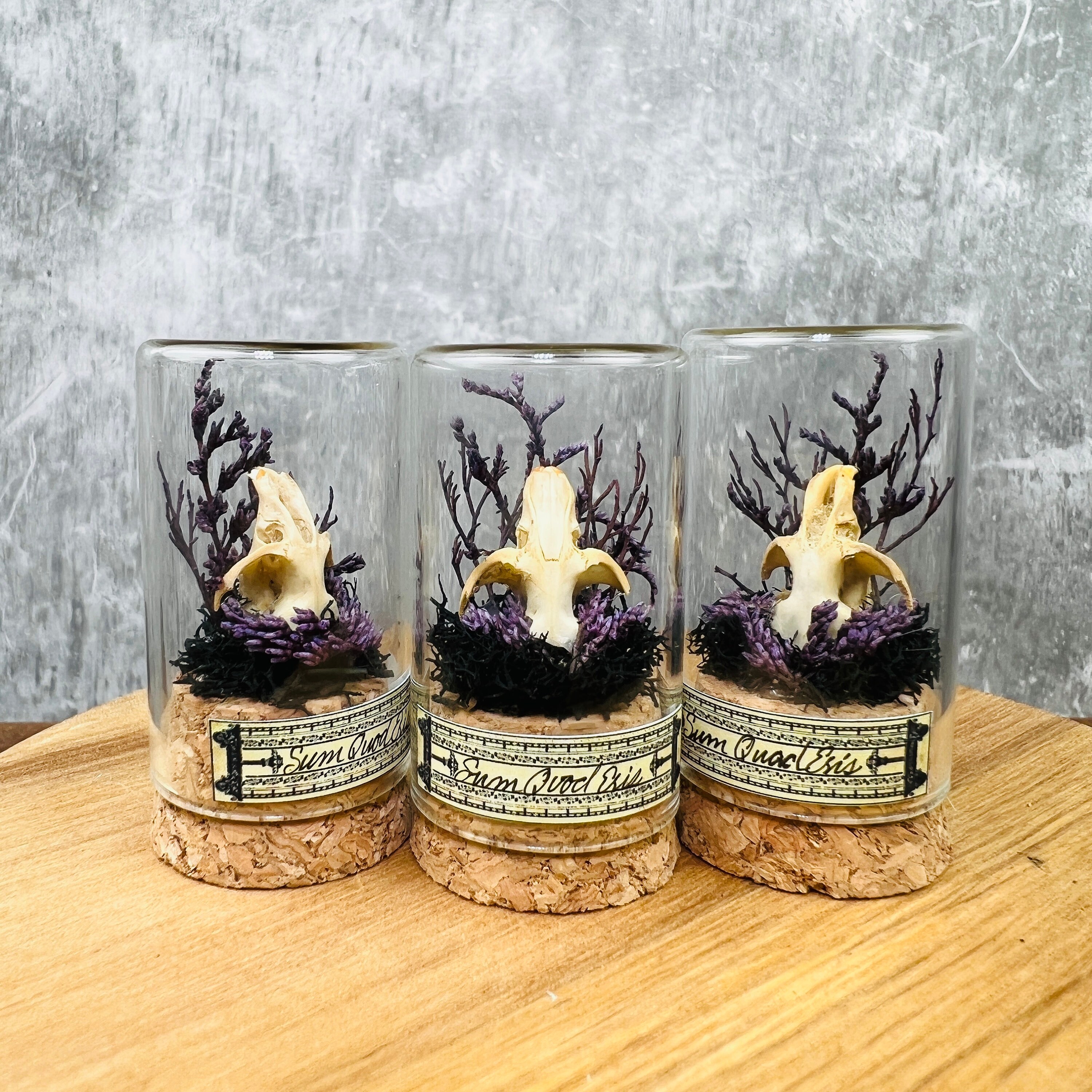 Real Skull Terrarium Oddity Jar Real Animal Bones Oddities - Etsy