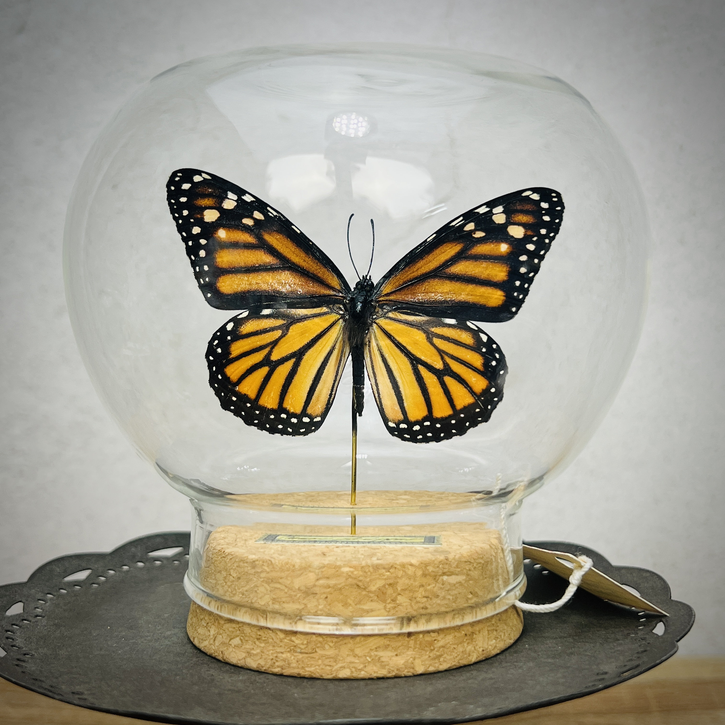 Monarch Butterfly in Glass Dome Real Butterfly Taxidermy - Etsy