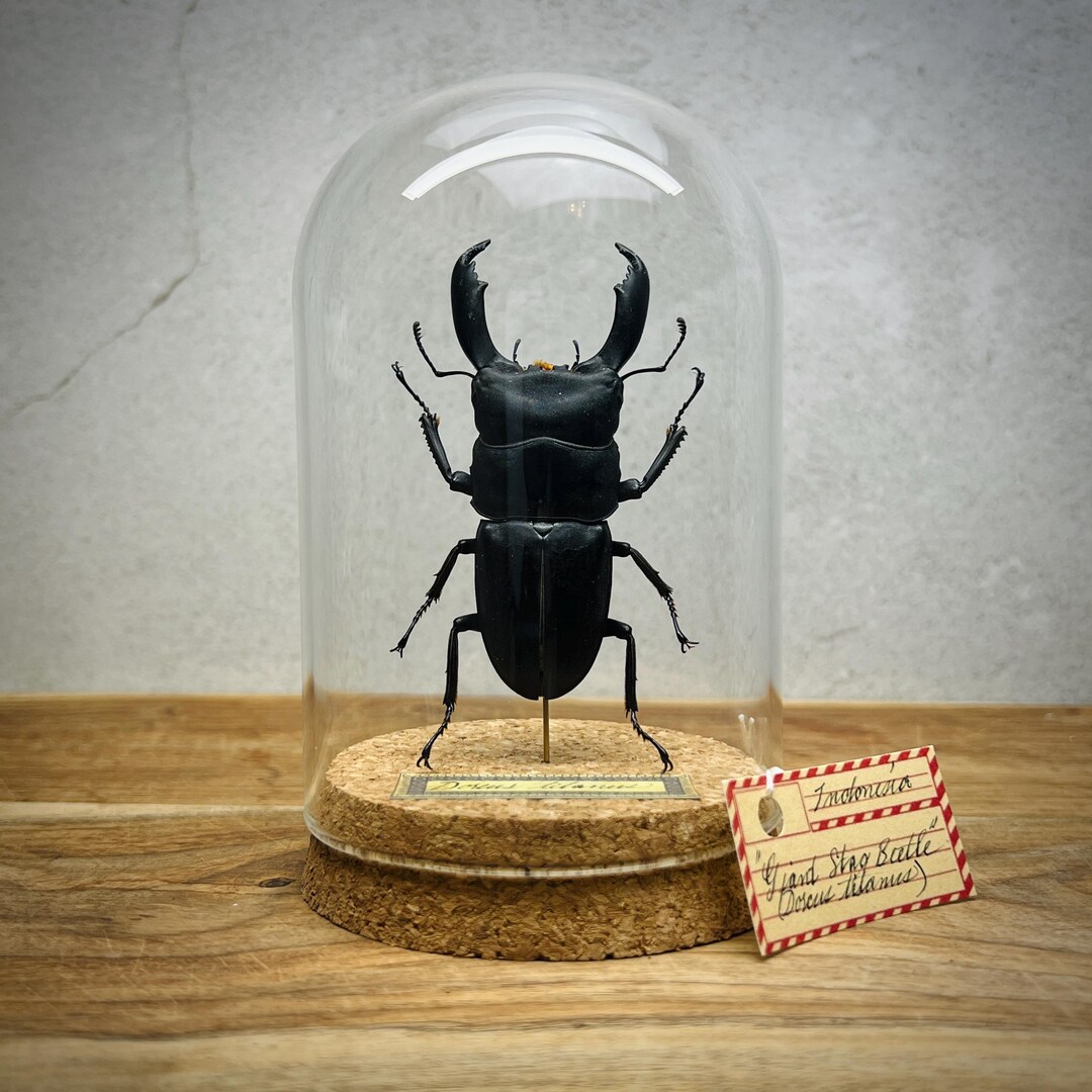 Stag Beetle Taxidermy Dome, Weird Taxidermy Insects, Preserved Insects ...