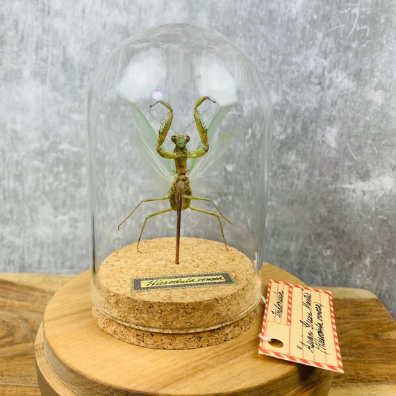 Praying Mantis in Glass Dome Display Real Insect Taxidermy - Etsy