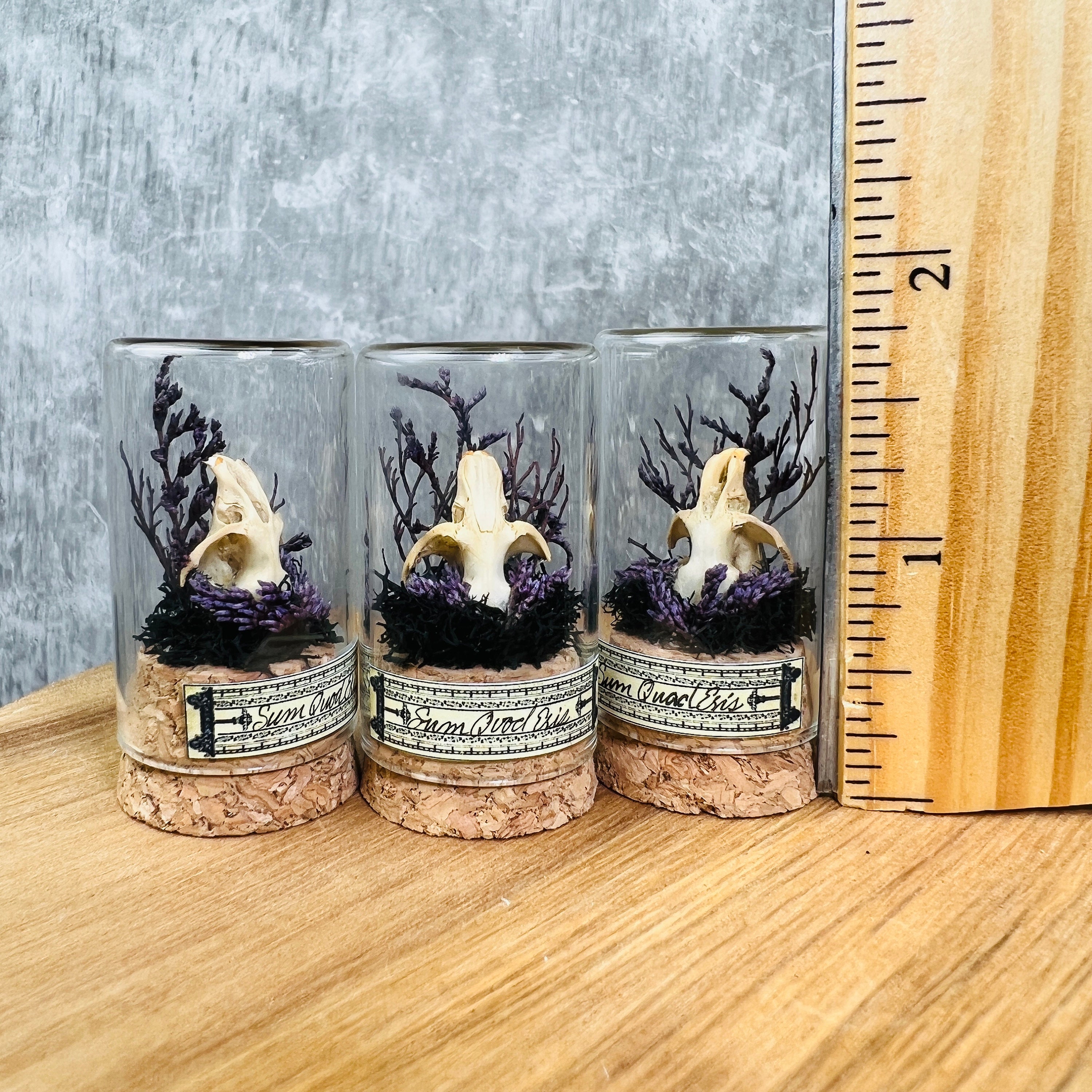 Real Skull Terrarium Oddity Jar Real Animal Bones Oddities - Etsy