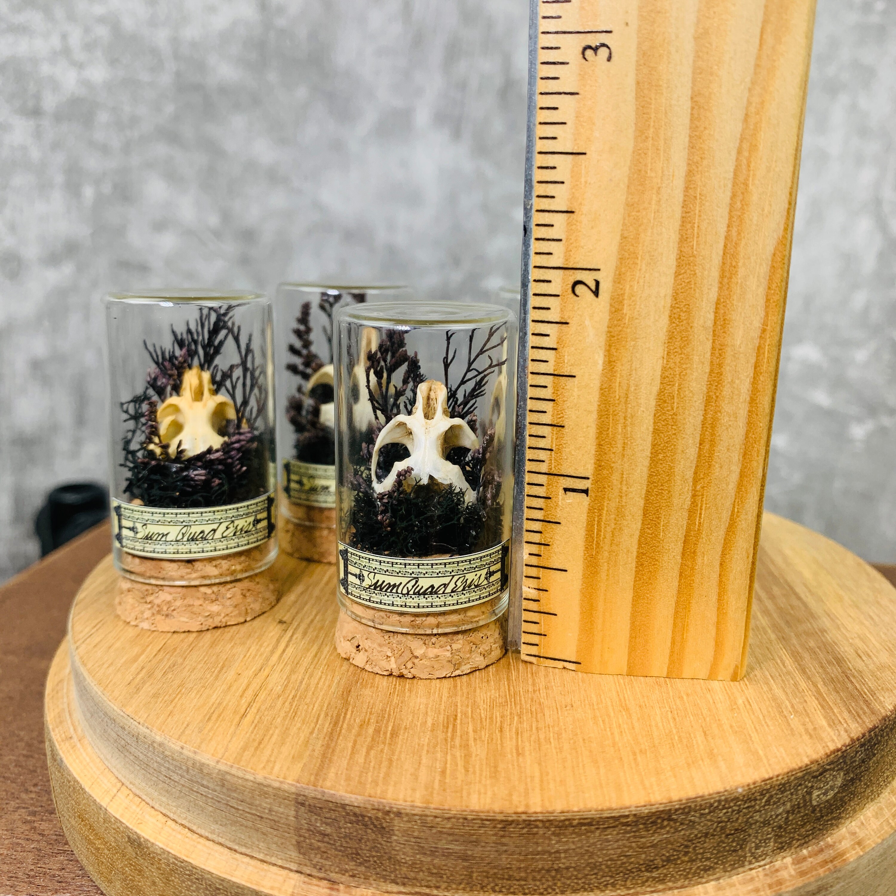 Real Skull Terrarium Oddity Jar Real Animal Bones Oddities - Etsy
