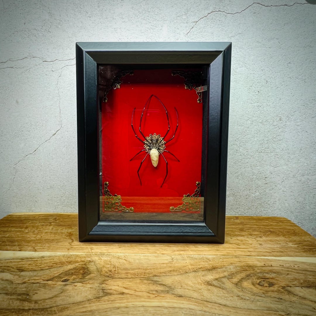 Real Orb Weaver Spider Taxidermy: Red Velvet Victorian Shadow Box - Etsy