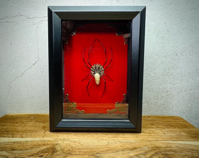 Real Orb Weaver Spider Taxidermy: Red Velvet Victorian Shadow Box - Etsy