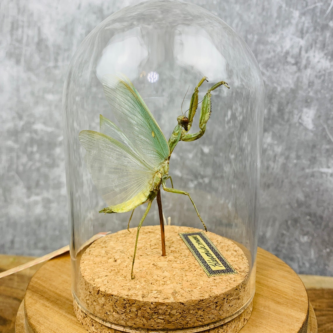 Praying Mantis in Glass Dome Display Real Insect Taxidermy - Etsy