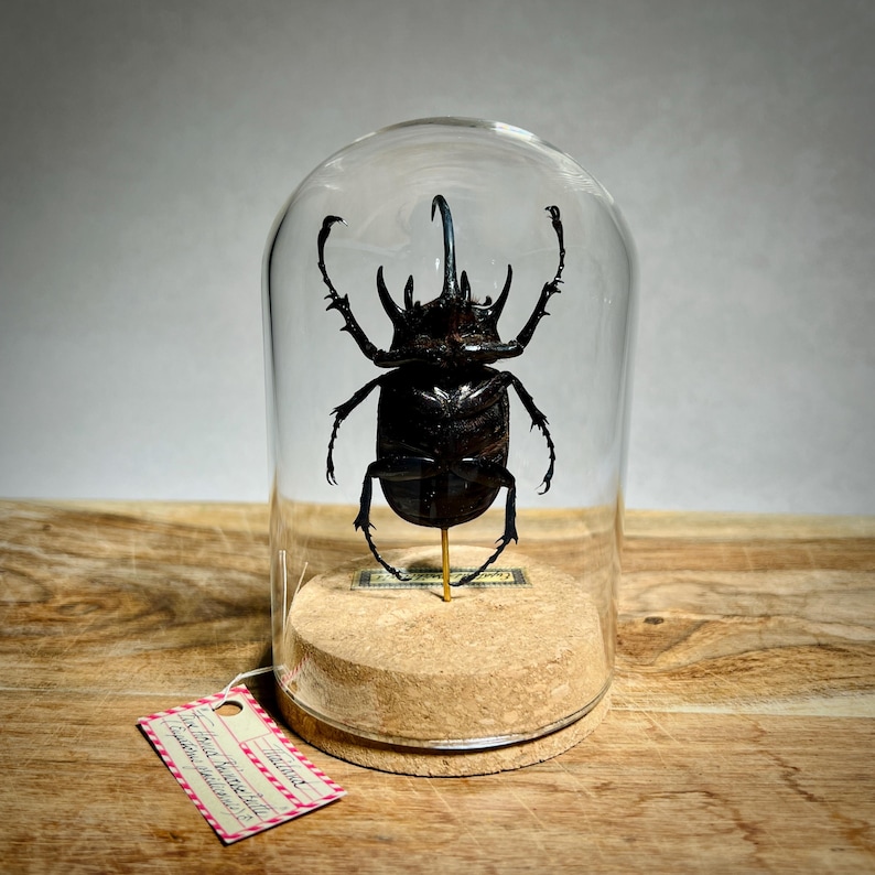 Taxidermy Rhinoceros Beetle Insect Dome, Taxidermied Preserved Bug ...