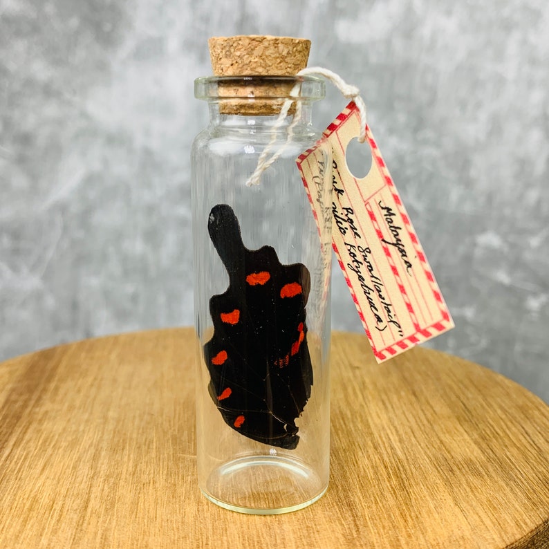 Real Butterfly Wings Real Butterfly Wing Bottles Specimen - Etsy