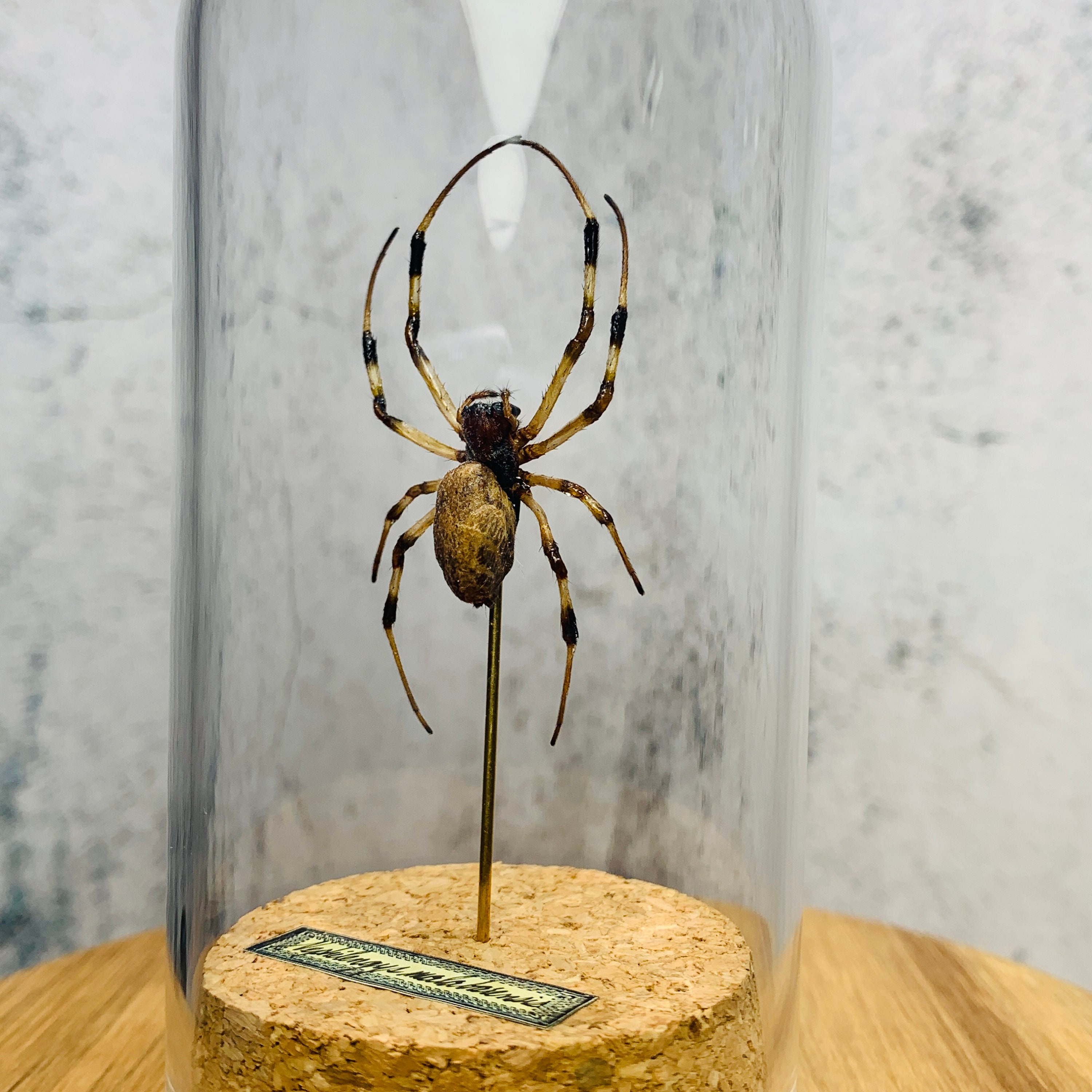 Real Spider in Dome Orb Weaver Taxidermy Specimen Bell Jar - Etsy