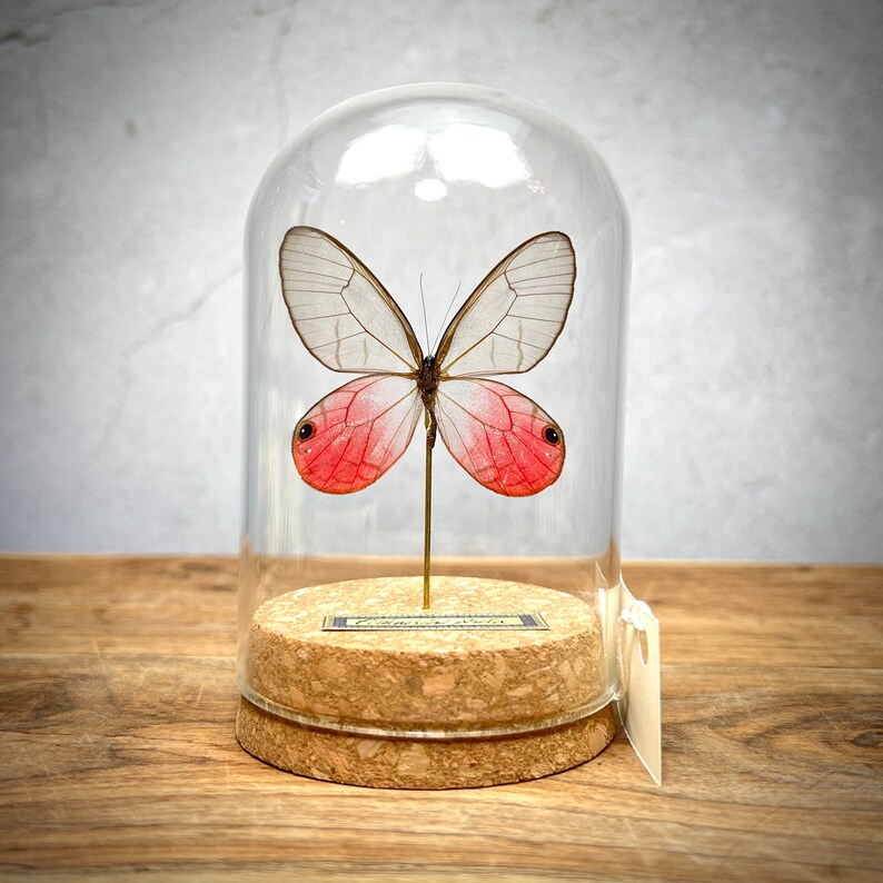 Pink Butterfly Mounted in Glass Dome Real Pink Glasswing - Etsy