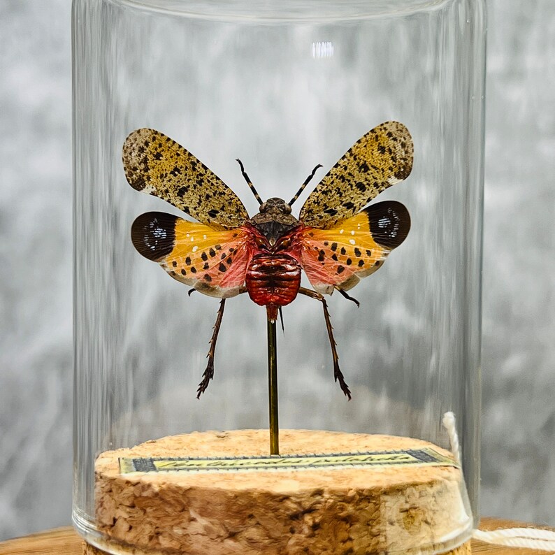 Real Leafhopper Bug Display Unique Insect Display Dome - Etsy