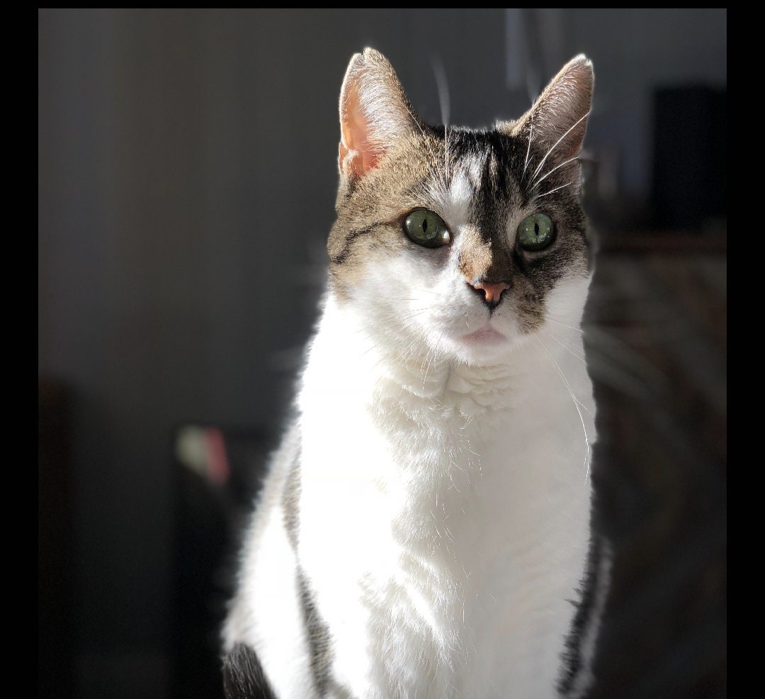 Spiral Succulent Baby Mobile - Cat at Bottom - Crib Mobile - Free ...