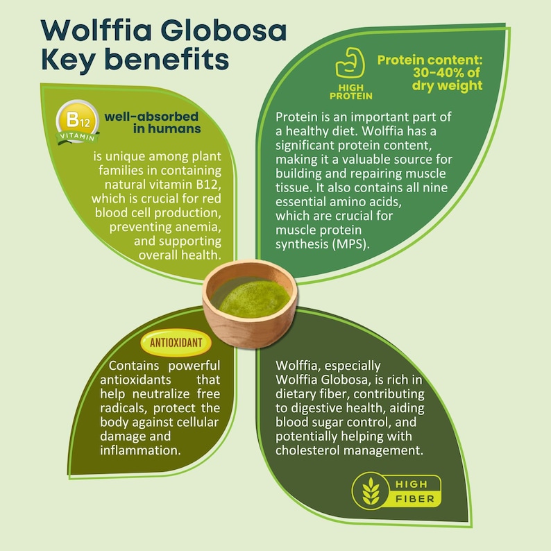 Dried Wolffia Globosa Powder High Protein Plant-based Superfood, Rich ...