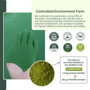 Dried Wolffia Globosa Powder High Protein Plant-based Superfood, Rich ...