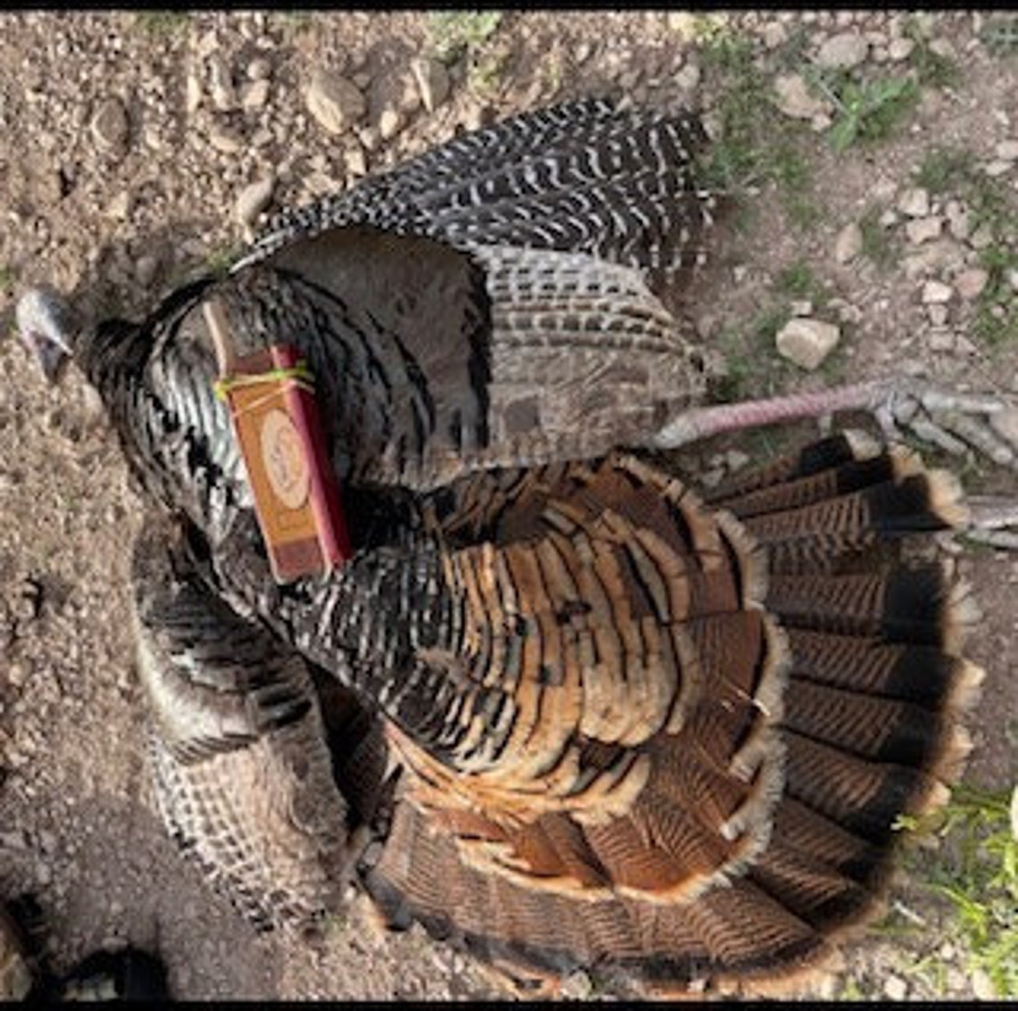 Tom Oar AKA Mountain Man Wild Turkey Box Call AUTOGRAPHED by Tom - Etsy