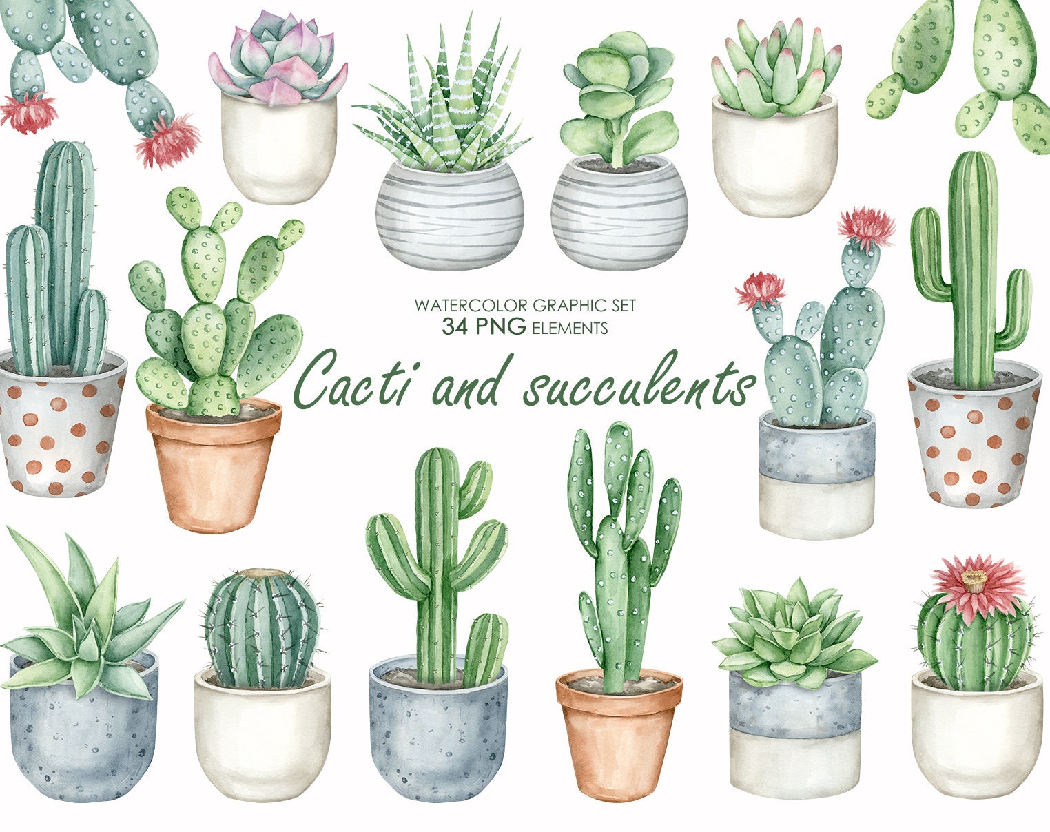 Watercolor Cactus and Succulents Clipart. Potted Cactus PNG. - Etsy