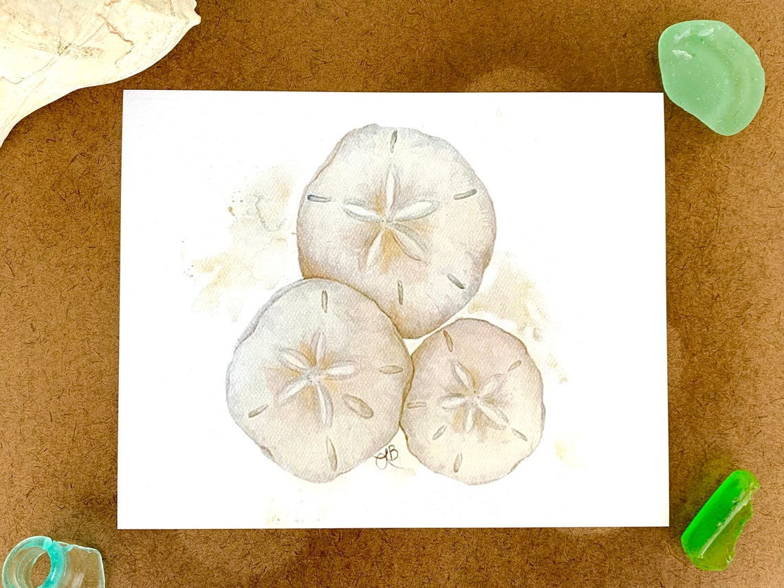 Sand Dollar Watercolor Painting - Etsy