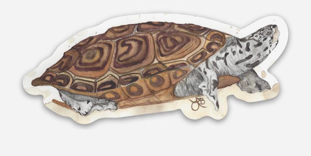 Terrapin Turtle Sticker - Etsy