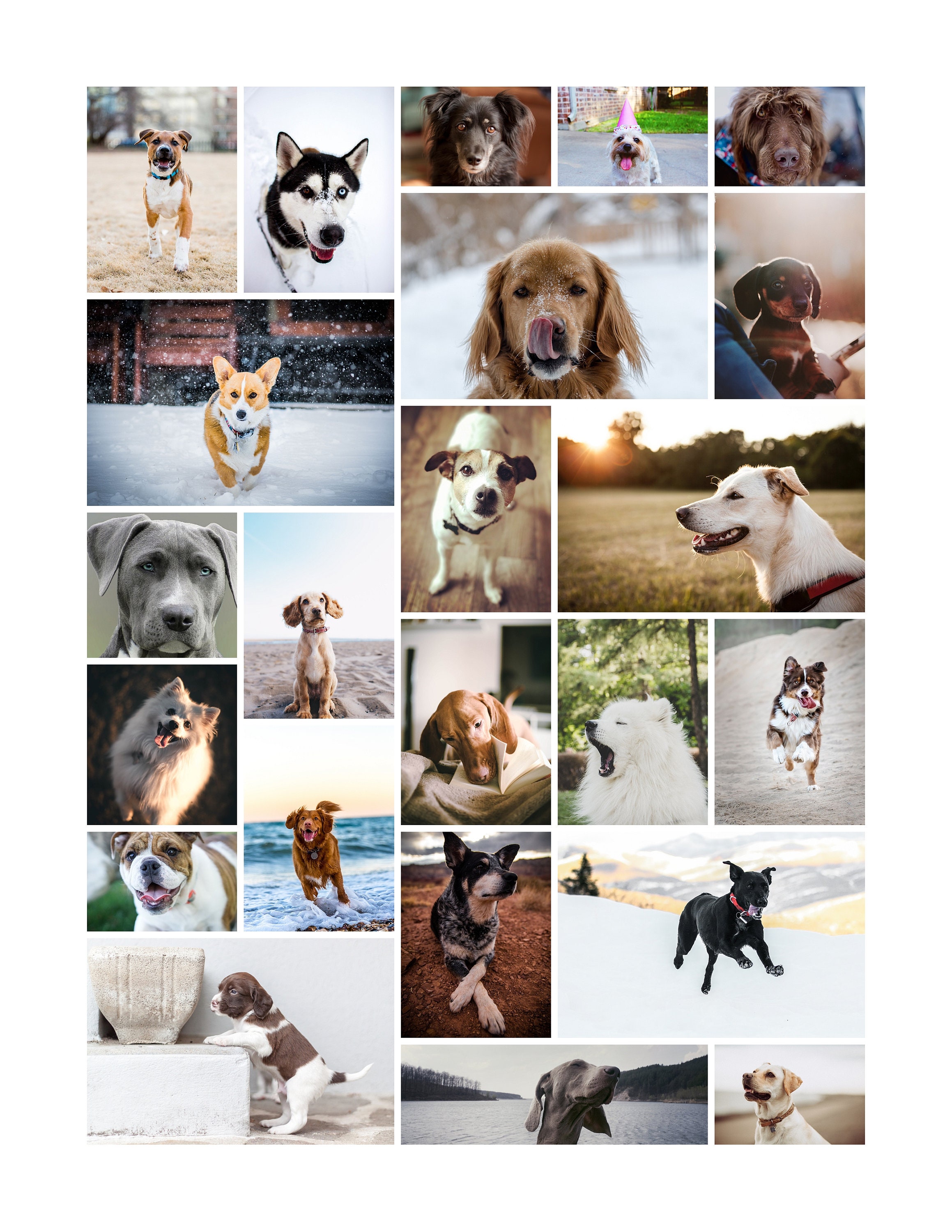 Dog Collage Puppy Photography Modern Wall Print Minimal | Etsy