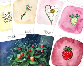 Strawberry Anatomy and Life Cycle Home Education Printable Homeschool ...
