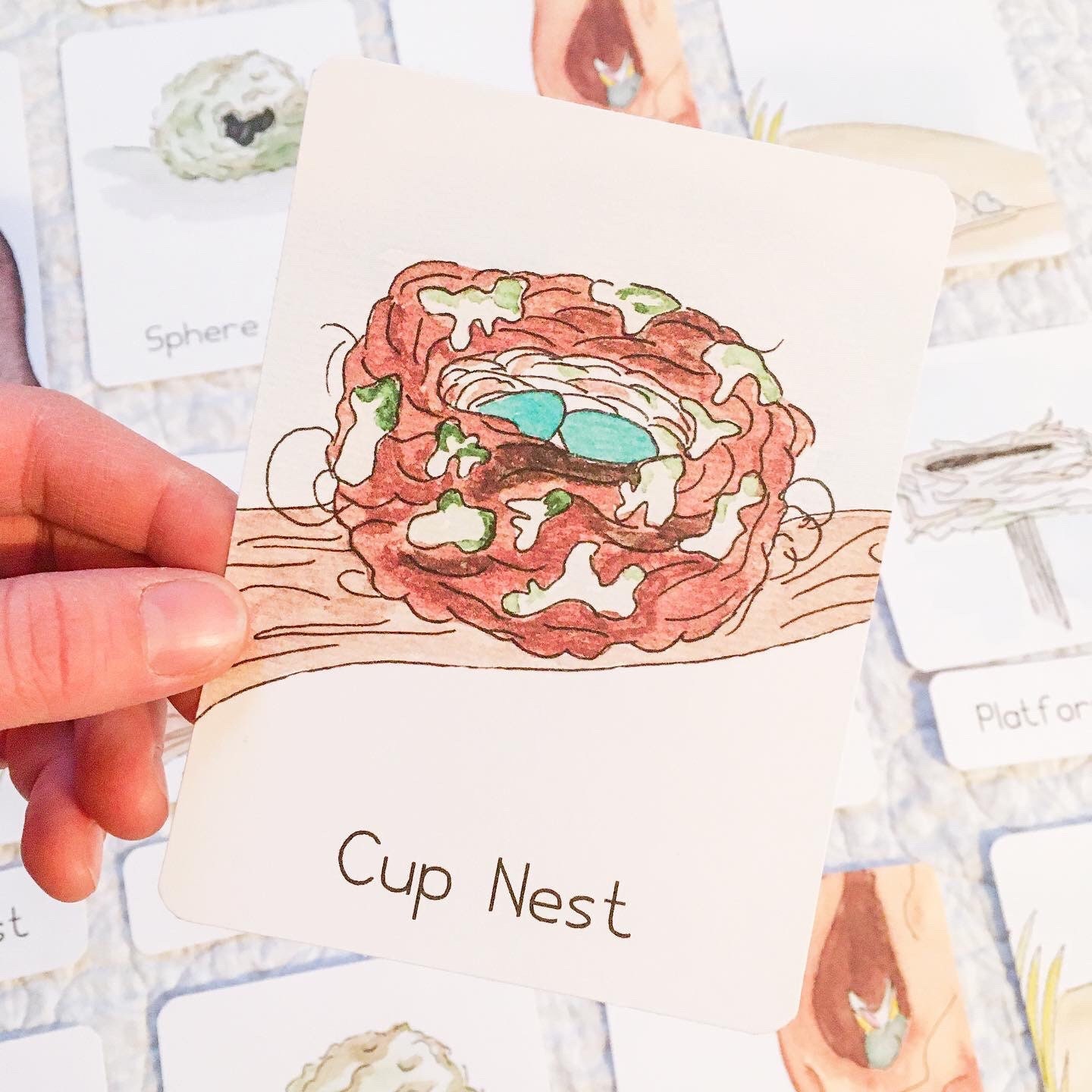 Bird Nests Poster & 3 Part Cards - Etsy