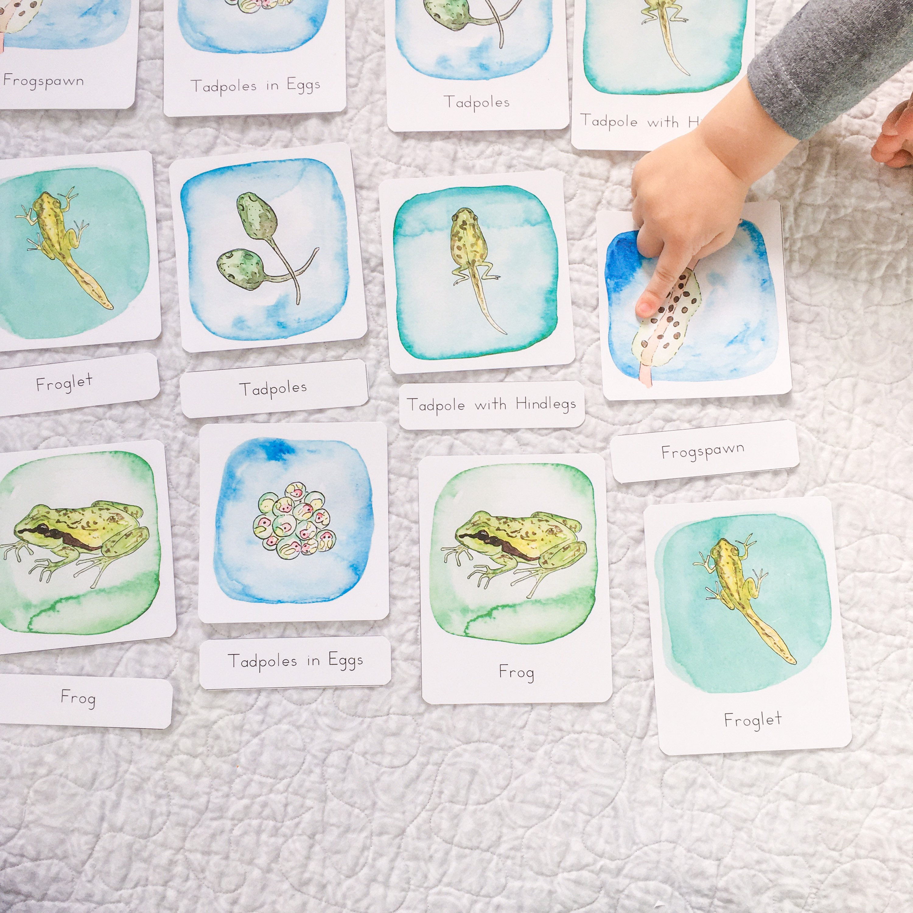 Frog Lifecycle Montessori Homeschool Charlotte Mason Nature - Etsy