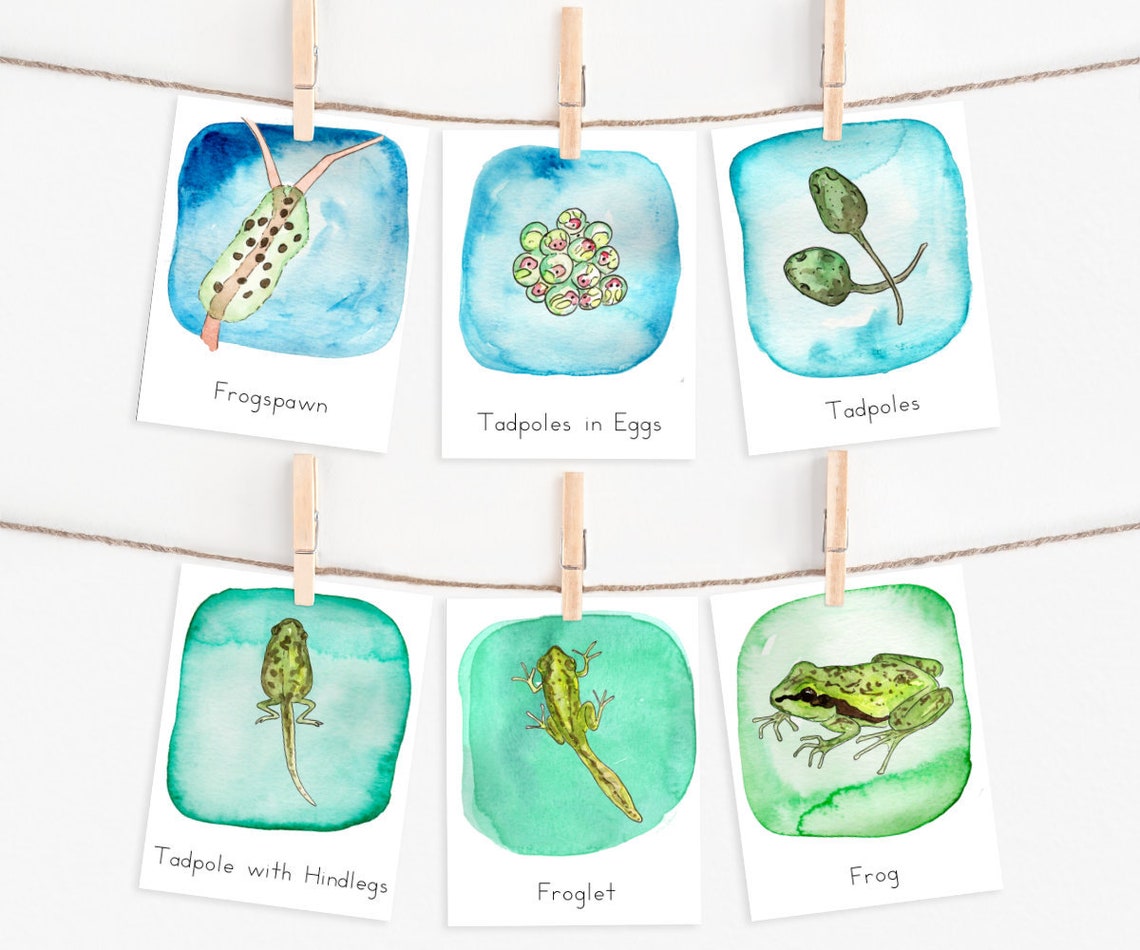 Frog Lifecycle Montessori Homeschool Charlotte Mason Nature - Etsy
