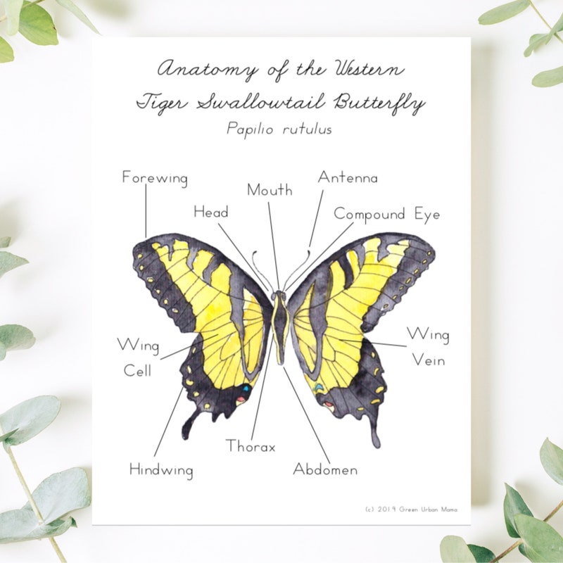 Butterfly Anatomy - Etsy