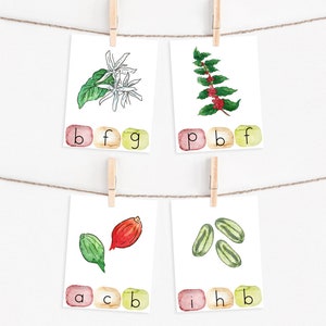 Coffee Plant Life Cycle, Homeschool Montessori Printables - Etsy
