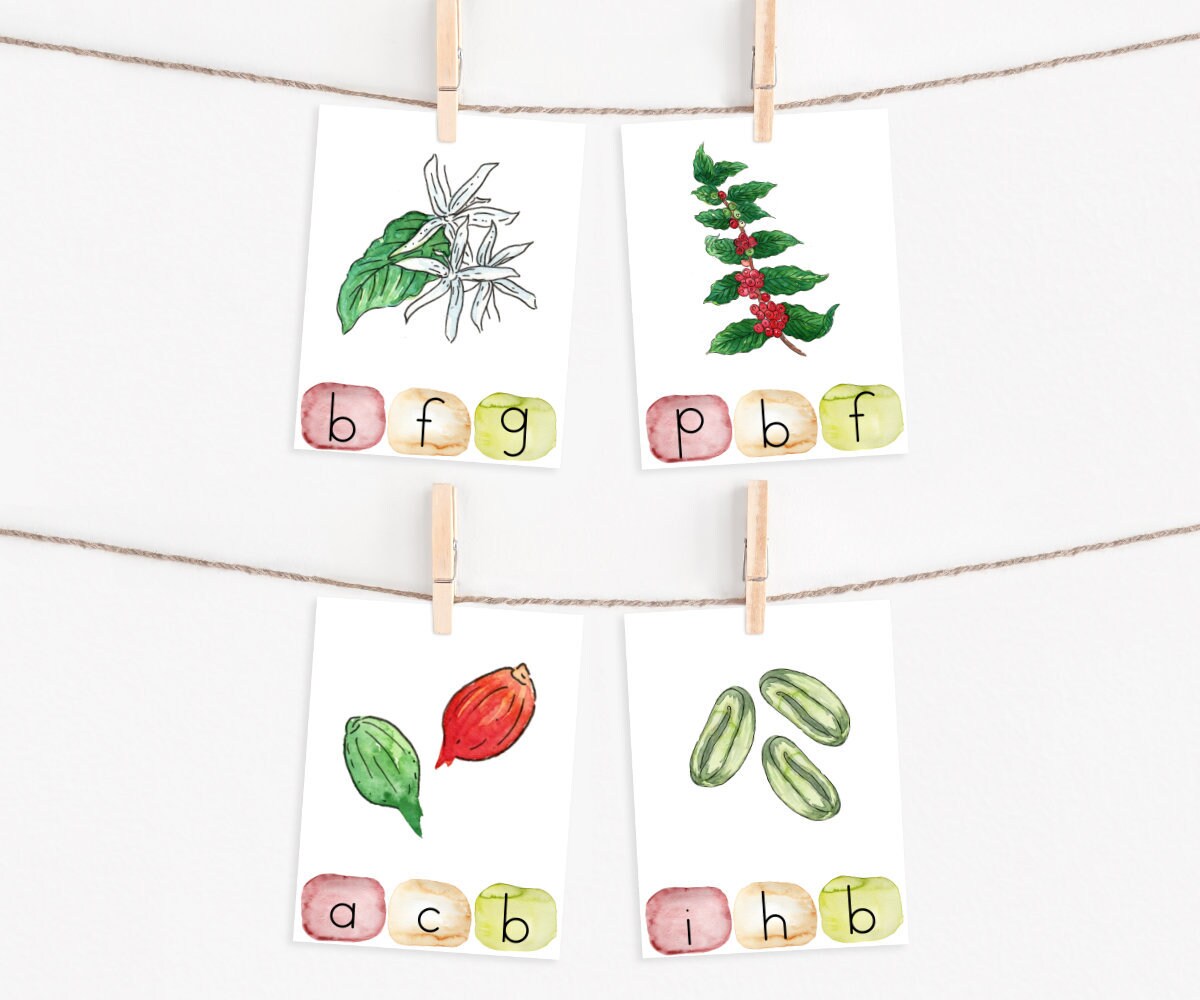 Coffee Plant Life Cycle Homeschool Montessori Printables - Etsy