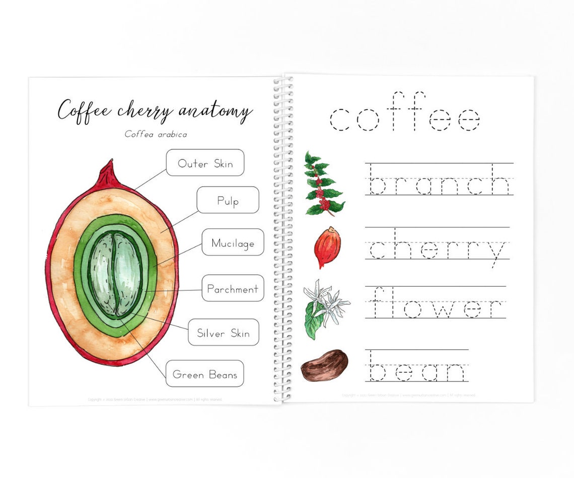 Coffee Plant Life Cycle, Homeschool Montessori Printables - Etsy