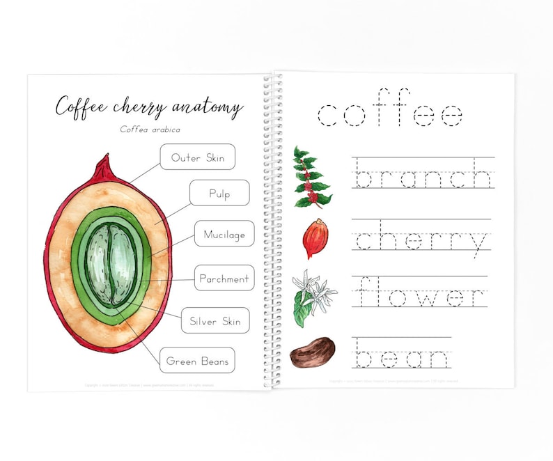 Coffee Plant Life Cycle Homeschool Montessori Printables - Etsy