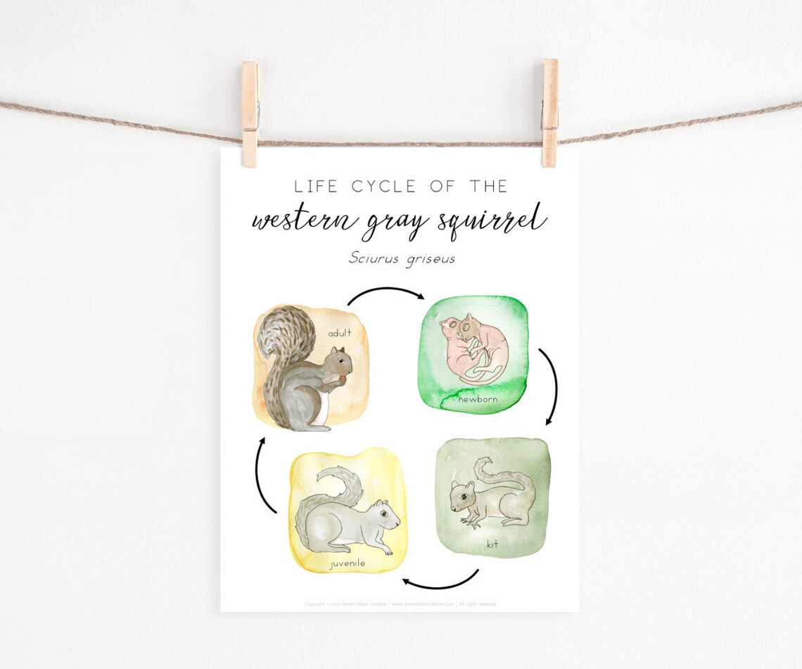 Squirrel Life Cycle - Etsy