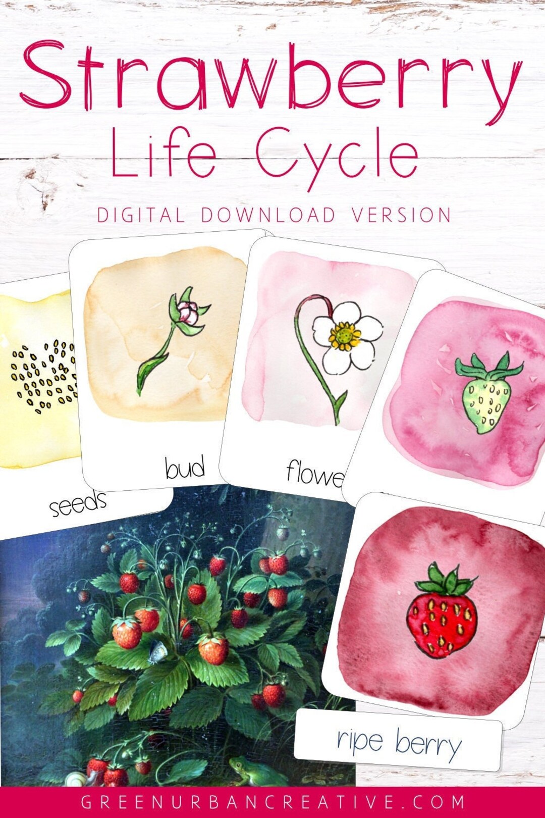 Strawberry Life Cycle Homeschool Nature Study Printable - Etsy