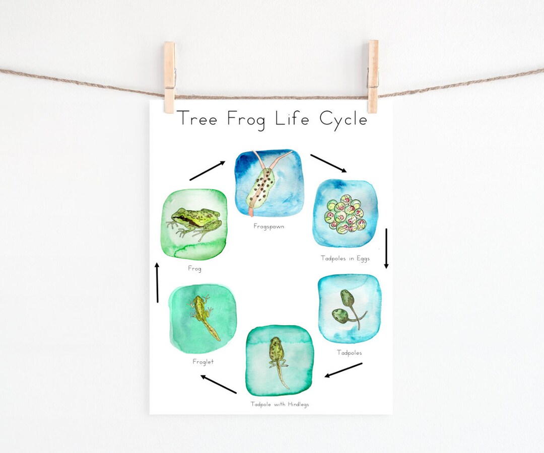 Frog Lifecycle | Montessori Homeschool Charlotte Mason Nature Study ...