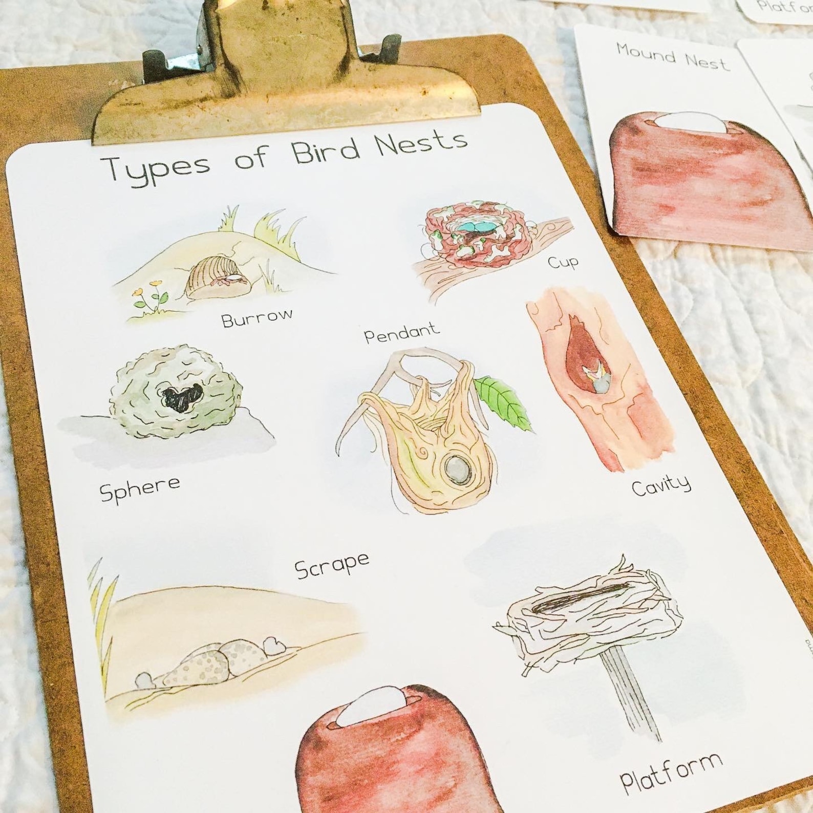 Bird Nests Poster & 3 Part Cards - Etsy