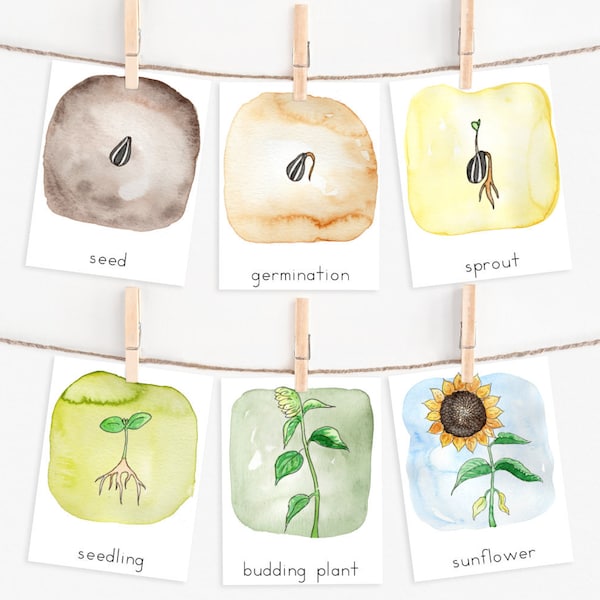 Sunflower Life Cycle Clip Art - Etsy