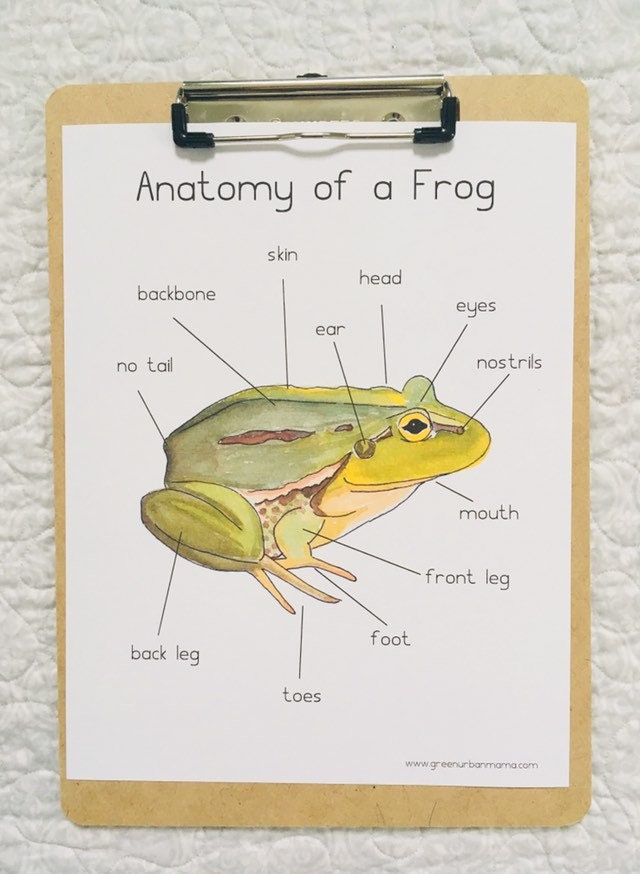 Frog Anatomy Poster - Etsy