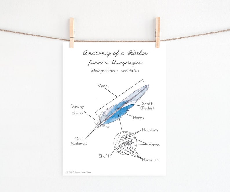 Anatomy of a Feather | Printable - Etsy