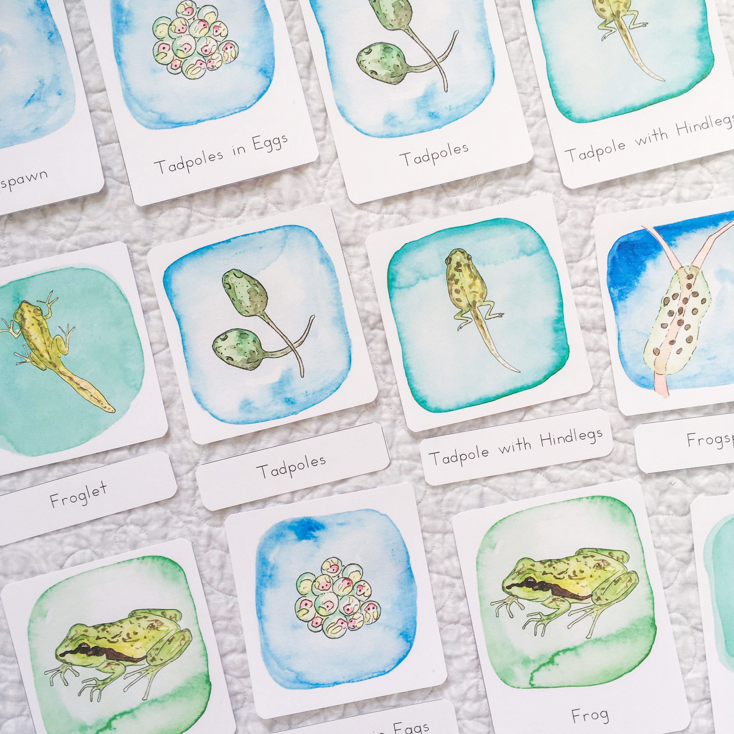 Frog Lifecycle Montessori Homeschool Charlotte Mason Nature - Etsy