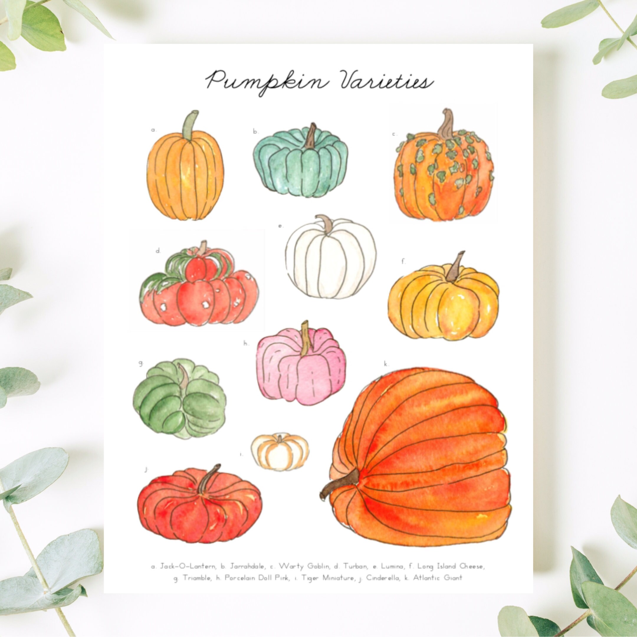 Pumpkin Varieties Montessori 3 Part Cards Homeschool - Etsy