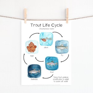Rainbow Trout Life Cycle | Printable - Etsy