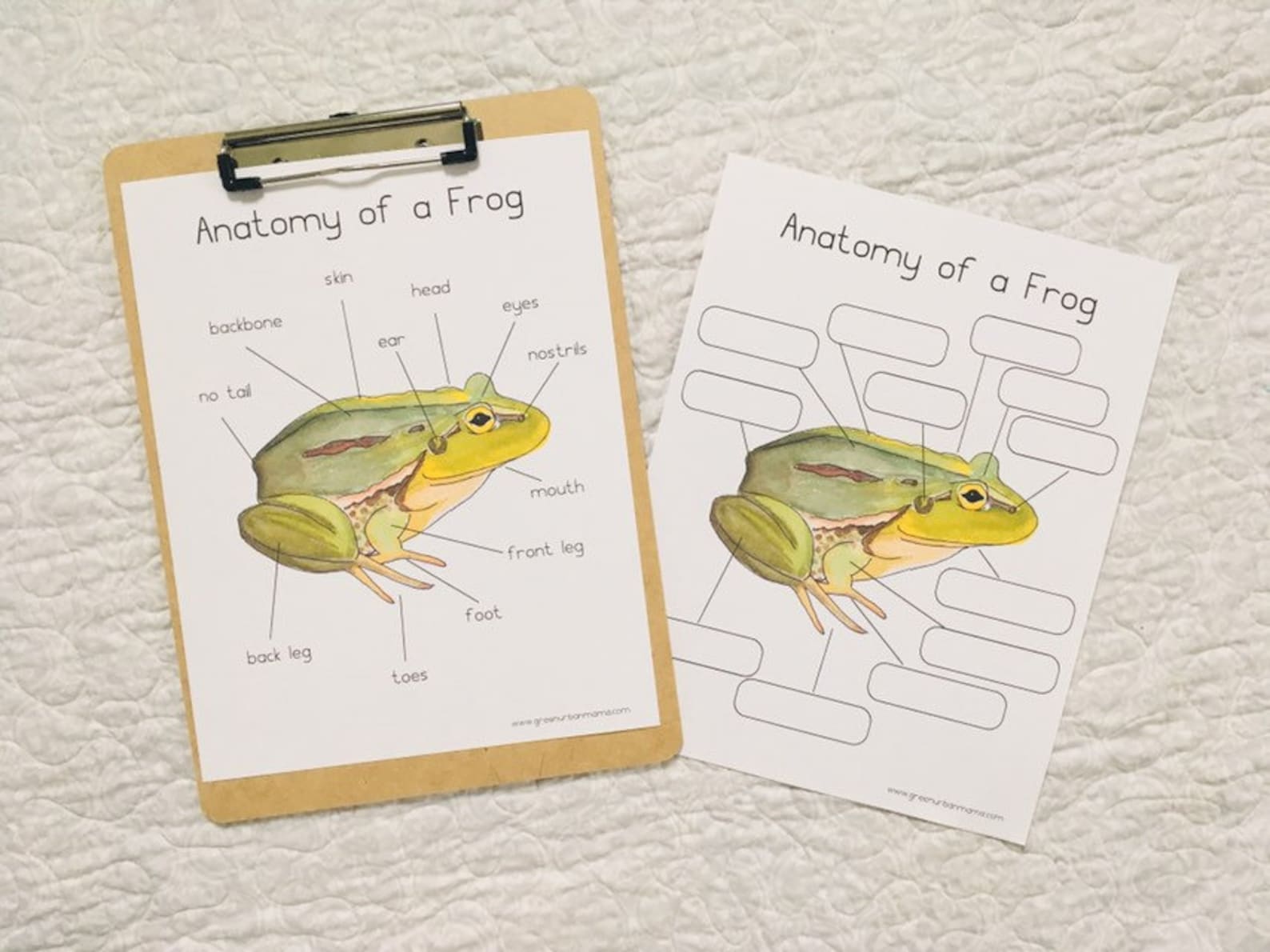 Frog Anatomy Poster - Etsy